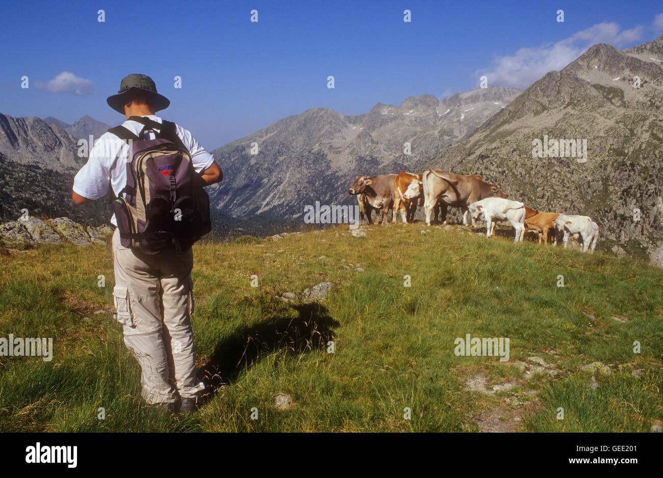 Hiker and cows in `Portarró d´Espot´ Espot pass, Aigüestortes i Estany ...