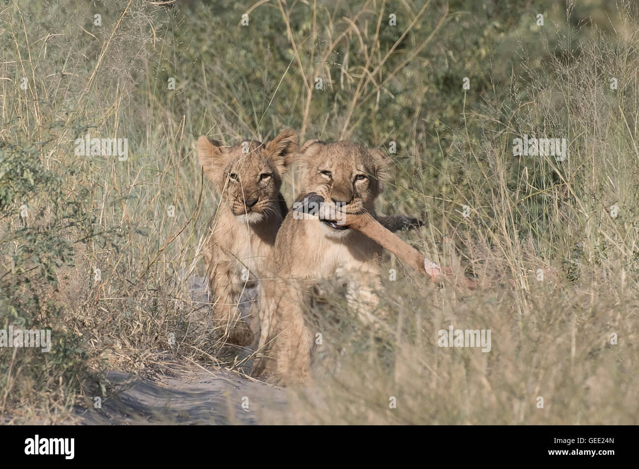 Lion Cubs playing with antelope leg Stock Photo - Alamy