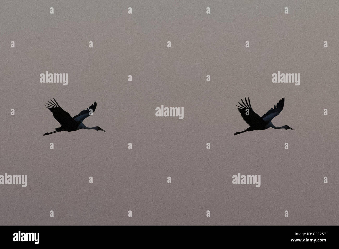 Swamp crane fly hi-res stock photography and images - Alamy
