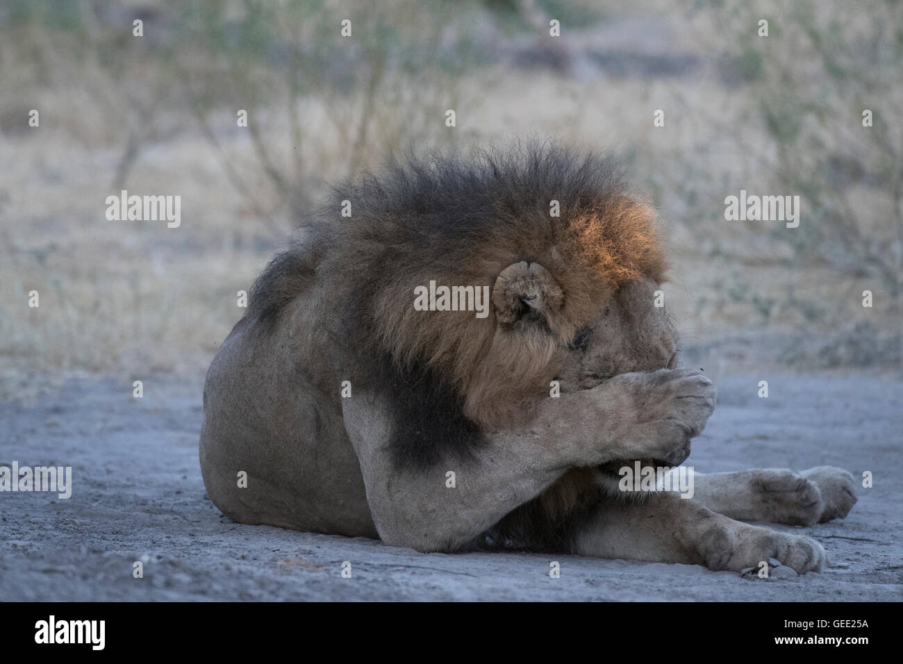 Pride male lion rubbing face with paw Stock Photo - Alamy