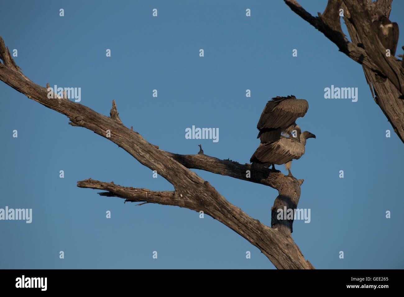 White backed vultures mating hi-res stock photography and images - Alamy