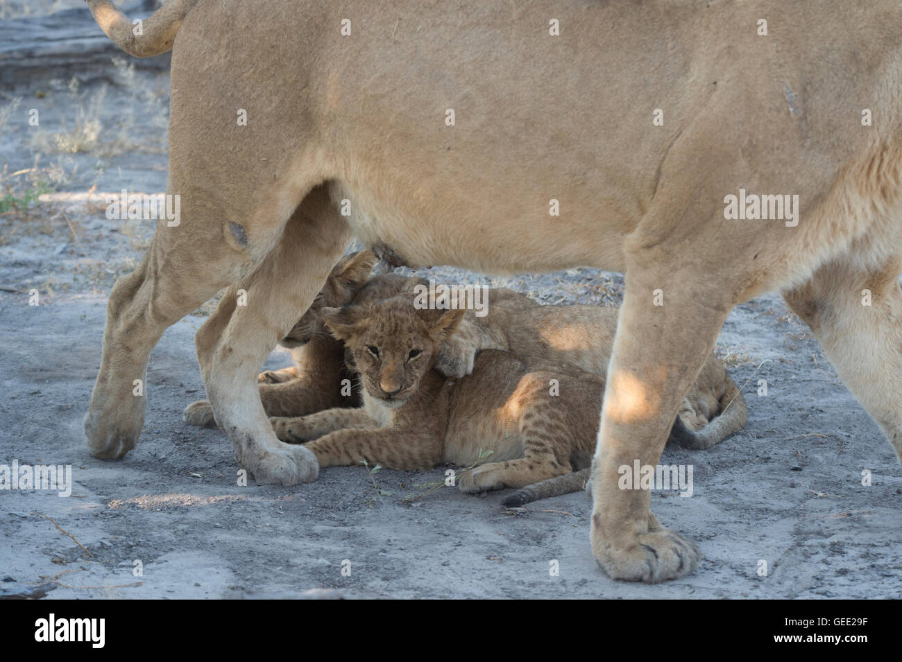 Rough belly hi-res stock photography and images - Alamy