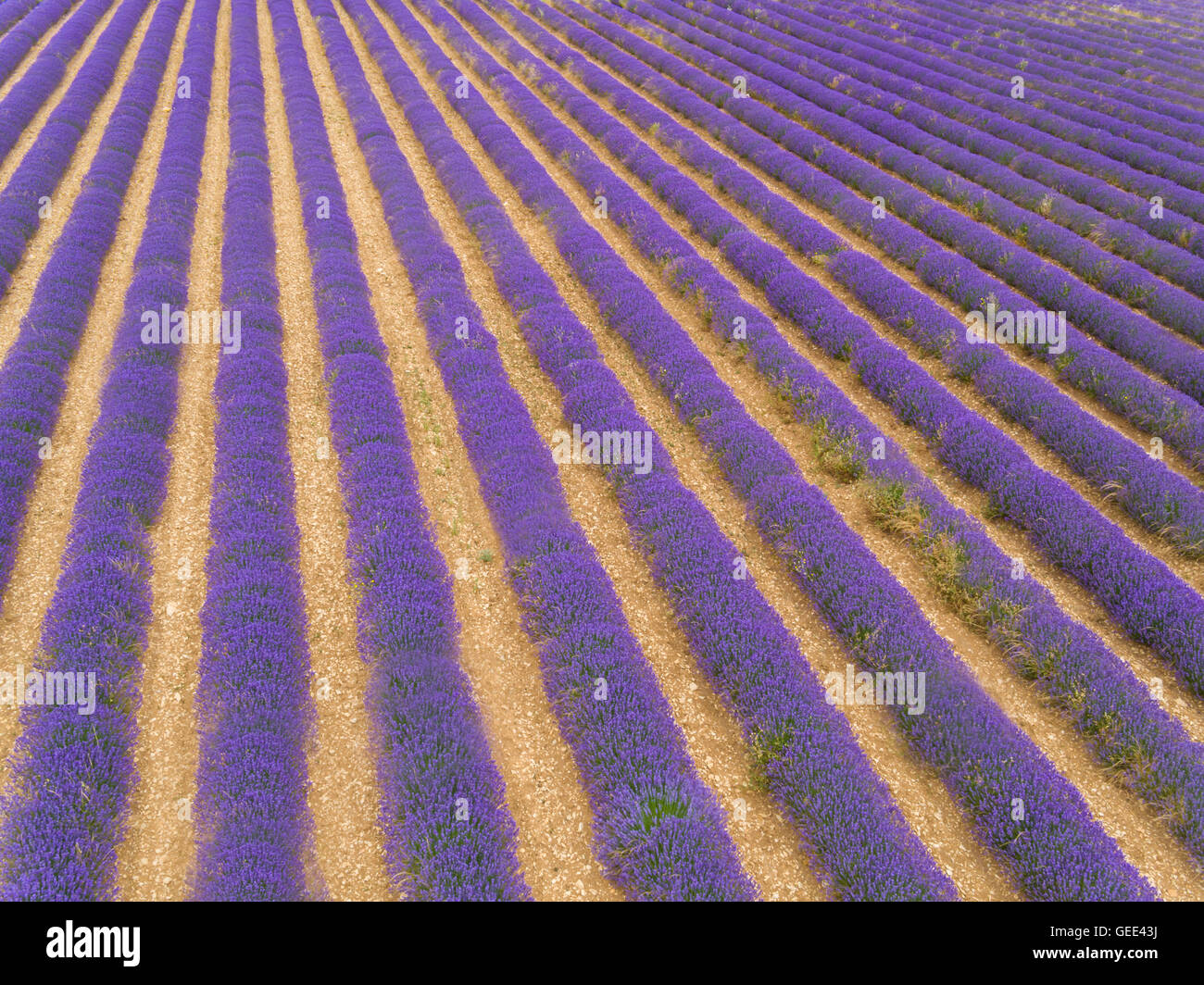 Aerial view of lavender field in full blooming season in diagonal rows ...