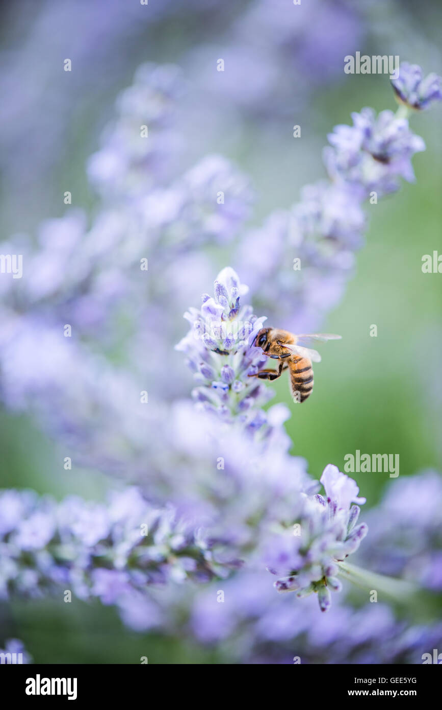 Bee pollinating lavender, blurred and tonned close up macro Stock Photo ...