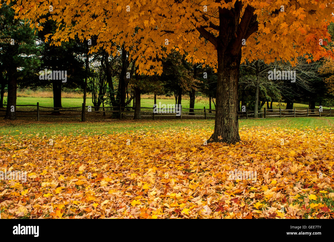 Autumn leaves, garden foliage a colorful Maple trees landscape, New ...