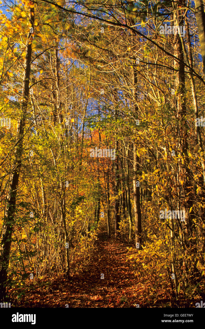 Autumnal tree lined path hi-res stock photography and images - Alamy