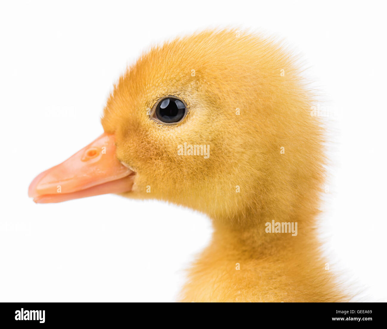Cute little duckling Stock Photo - Alamy