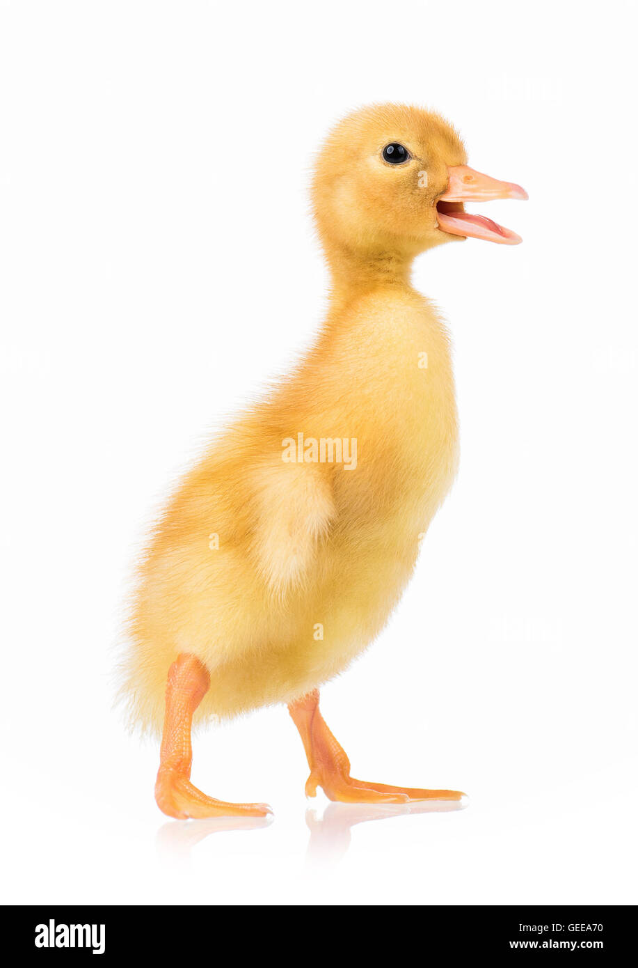 Cute little duckling Stock Photo - Alamy