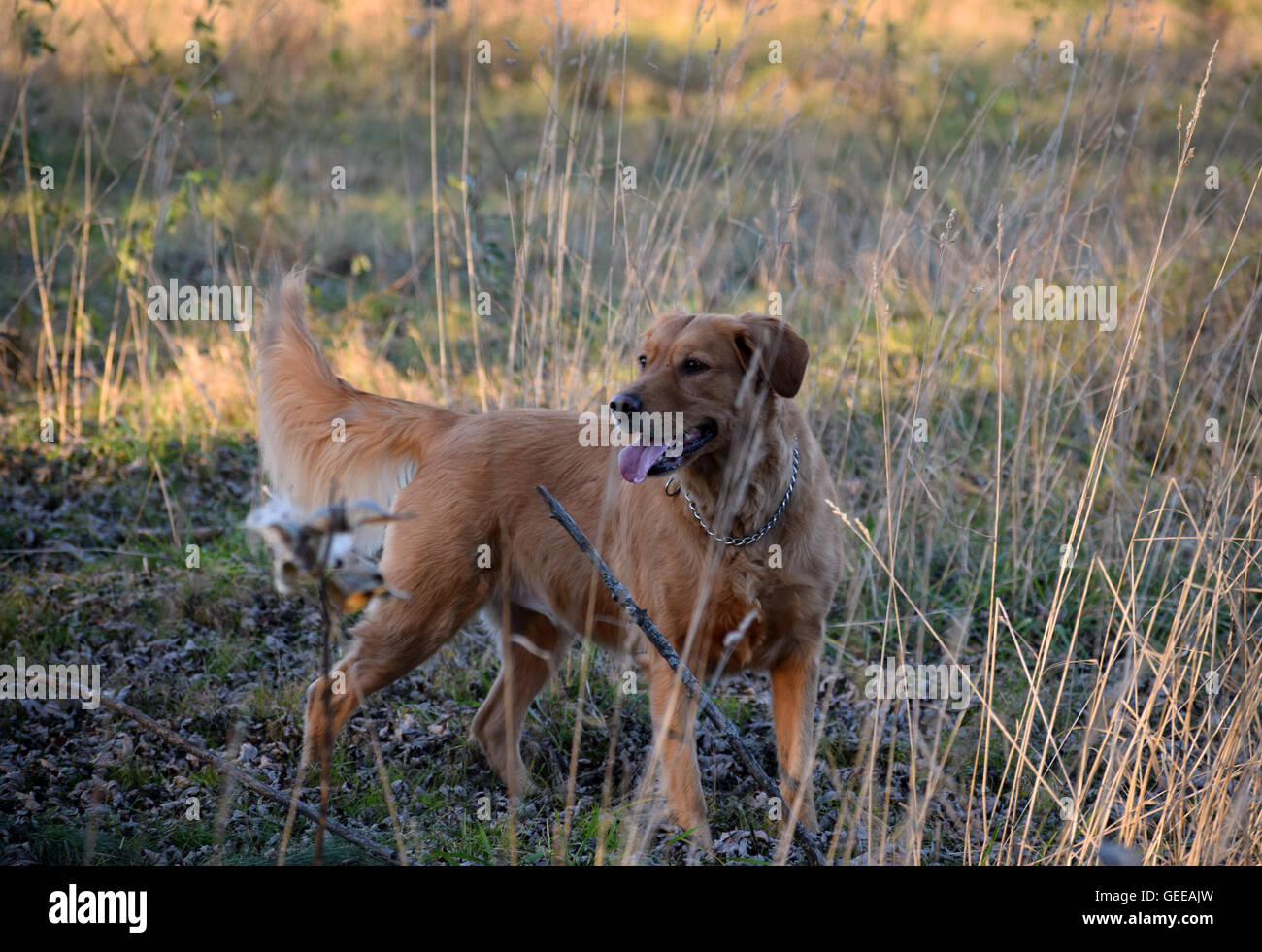 Golden Retriever in a field Stock Photo - Alamy