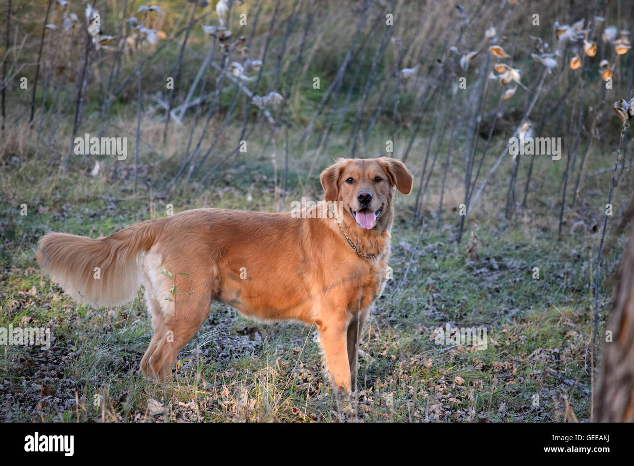 Golden Retriever in a field Stock Photo - Alamy