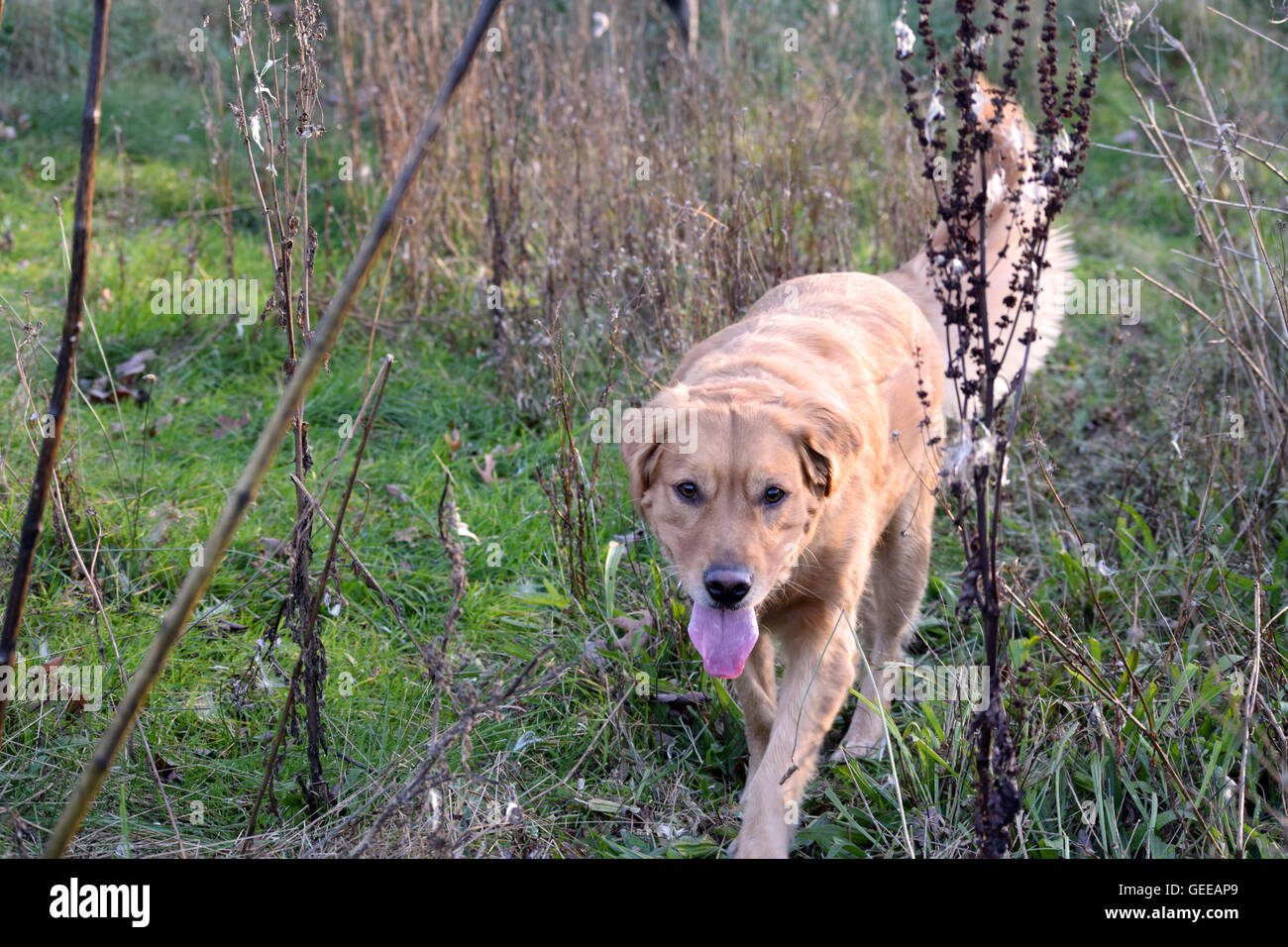 Golden Retriever in a field Stock Photo - Alamy