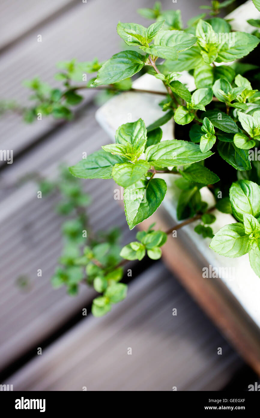 Growing mint in home garden Stock Photo - Alamy