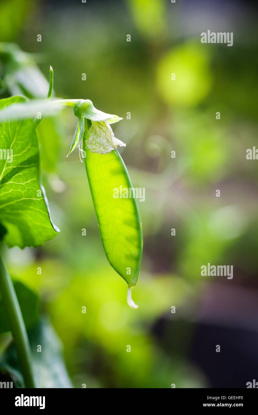 Growing green peas in home garden Stock Photo - Alamy