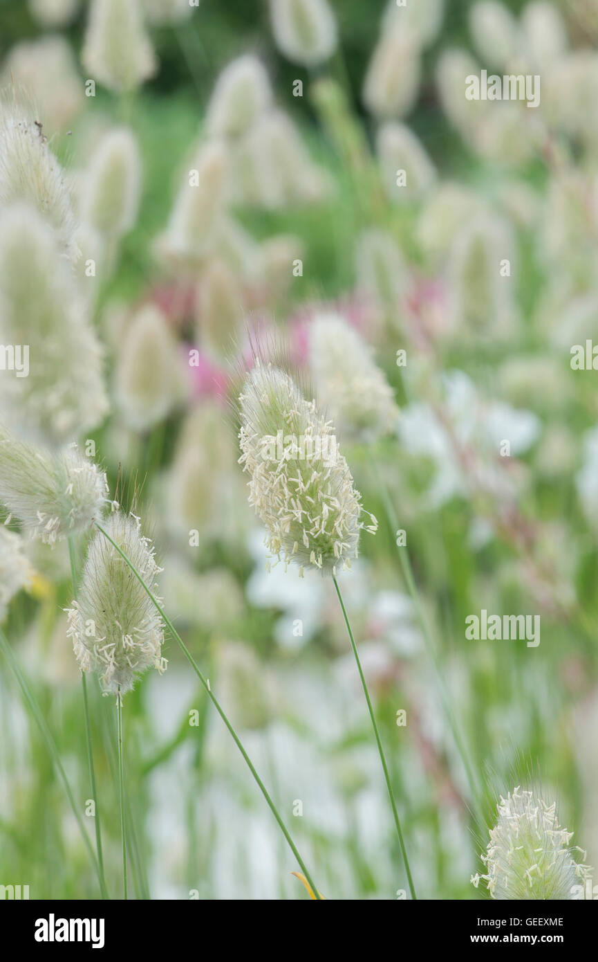 Lagurus ovatus. Hare's tail grass. UK Stock Photo - Alamy