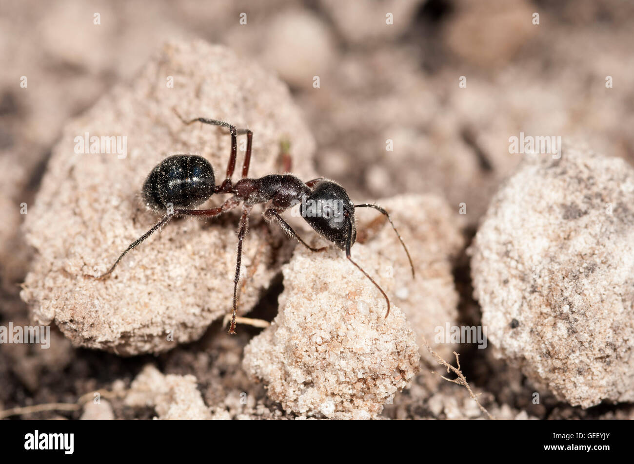 Camponotus Saundersi Exploding
