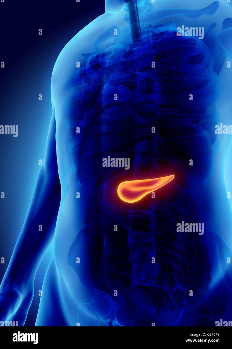 Pancreas cartoon hi-res stock photography and images - Alamy