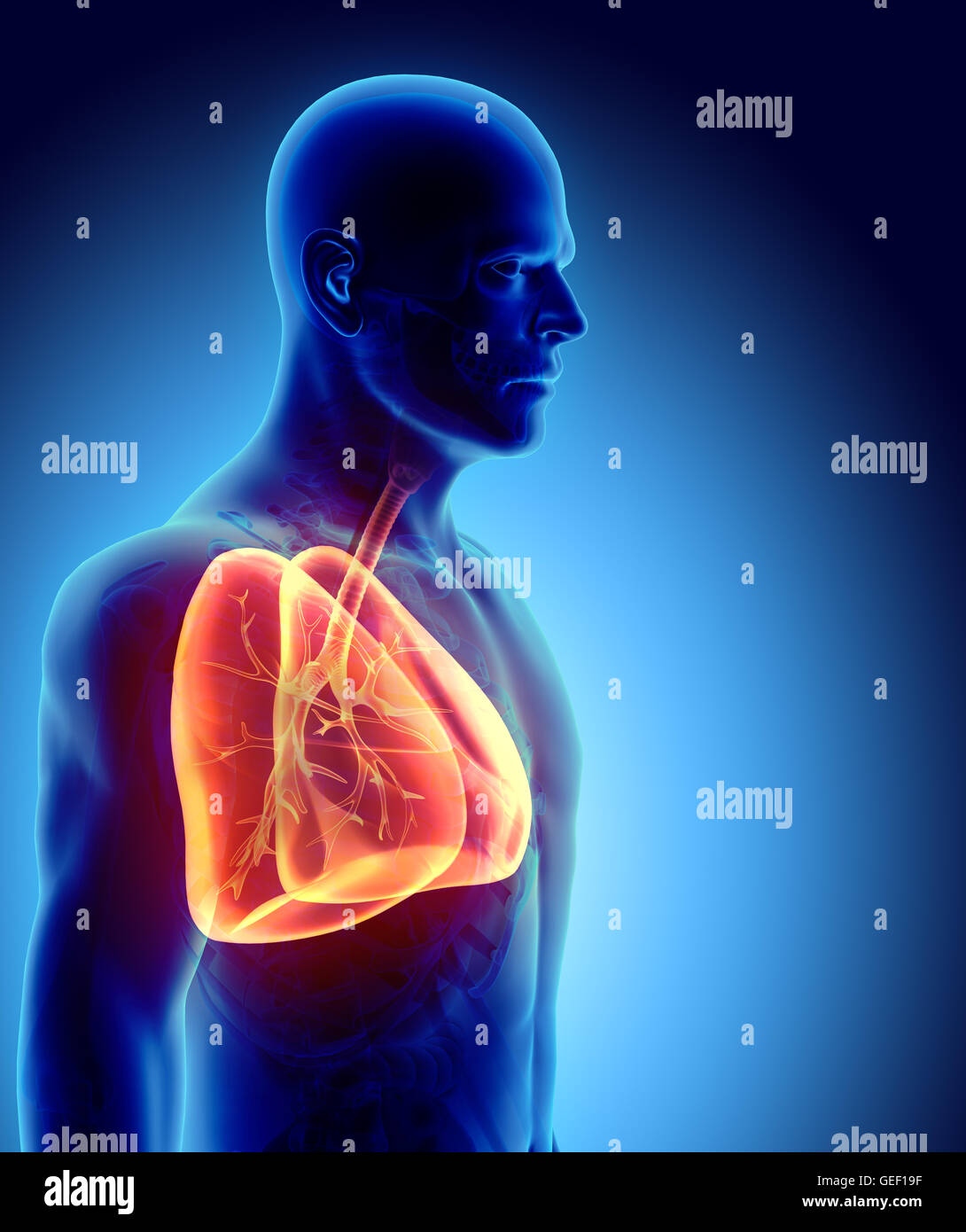 3D illustration of shiny orange Lungs - Part of Human Organic, anatomy ...