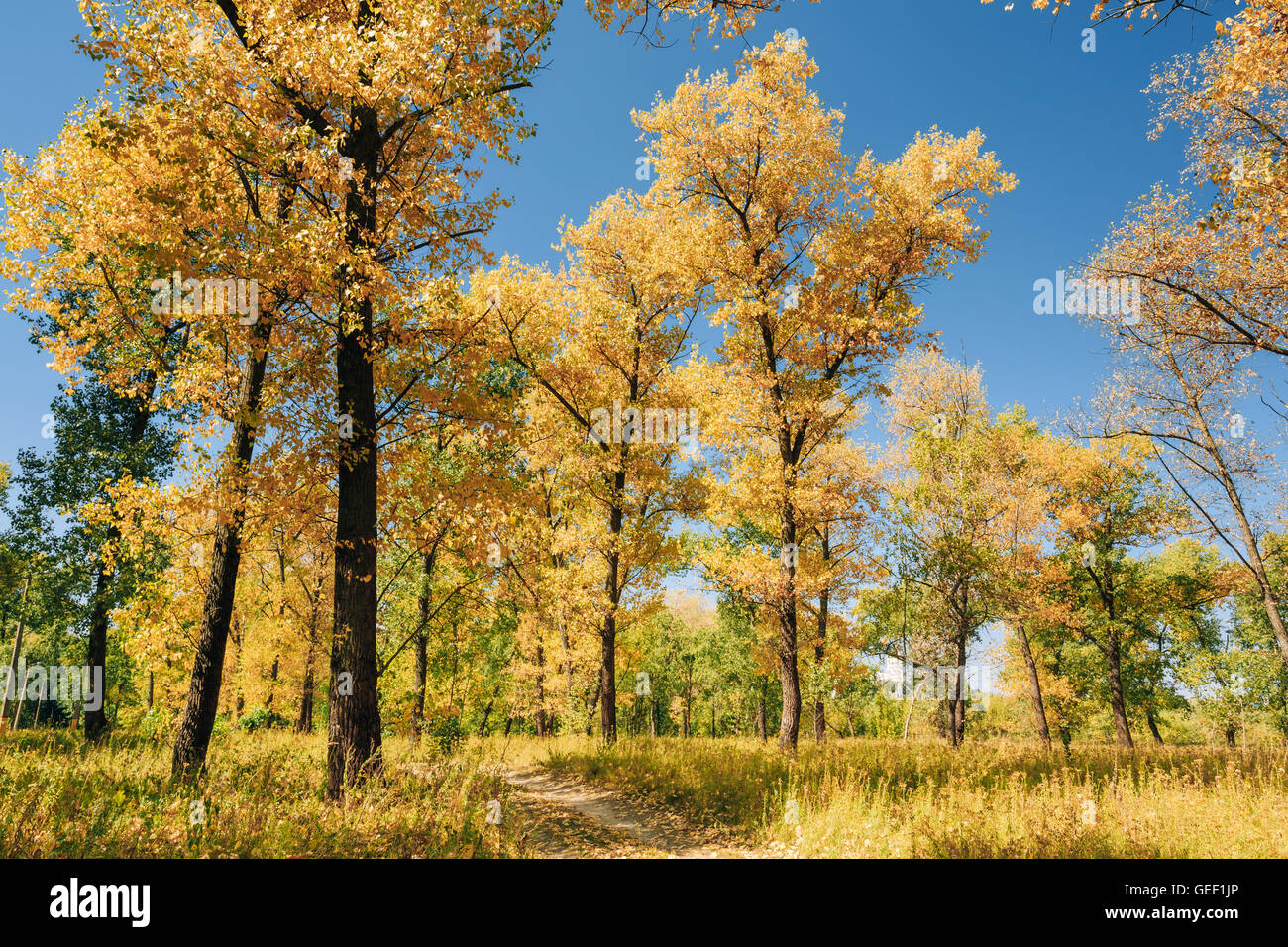 Path Road Way Pathway On Sunny Day In Autumn Sunny Forest Trees. Nature ...