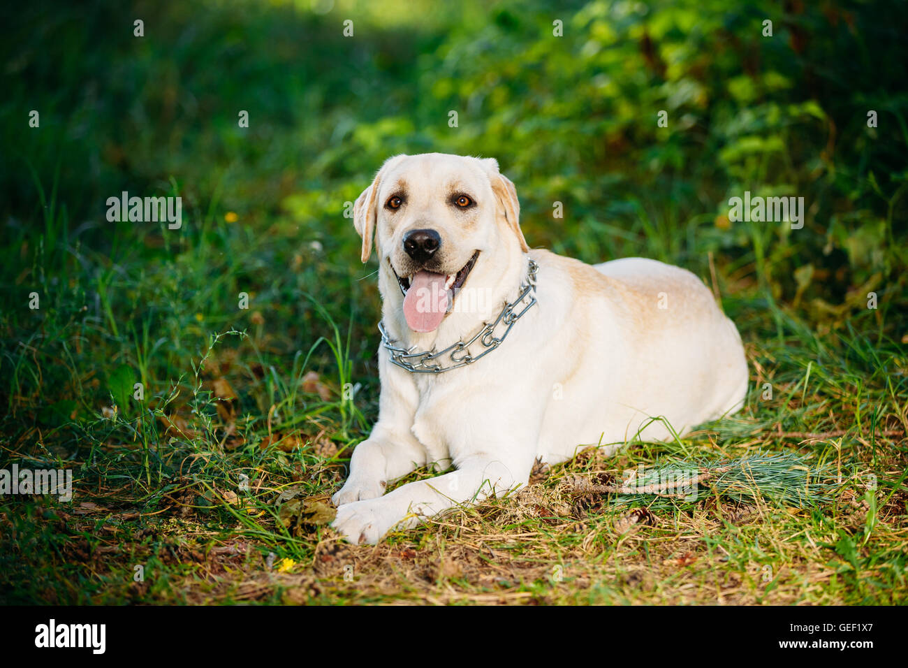 Happy White Labrador Dog Sitting In Grass, Summer Park Stock Photo - Alamy