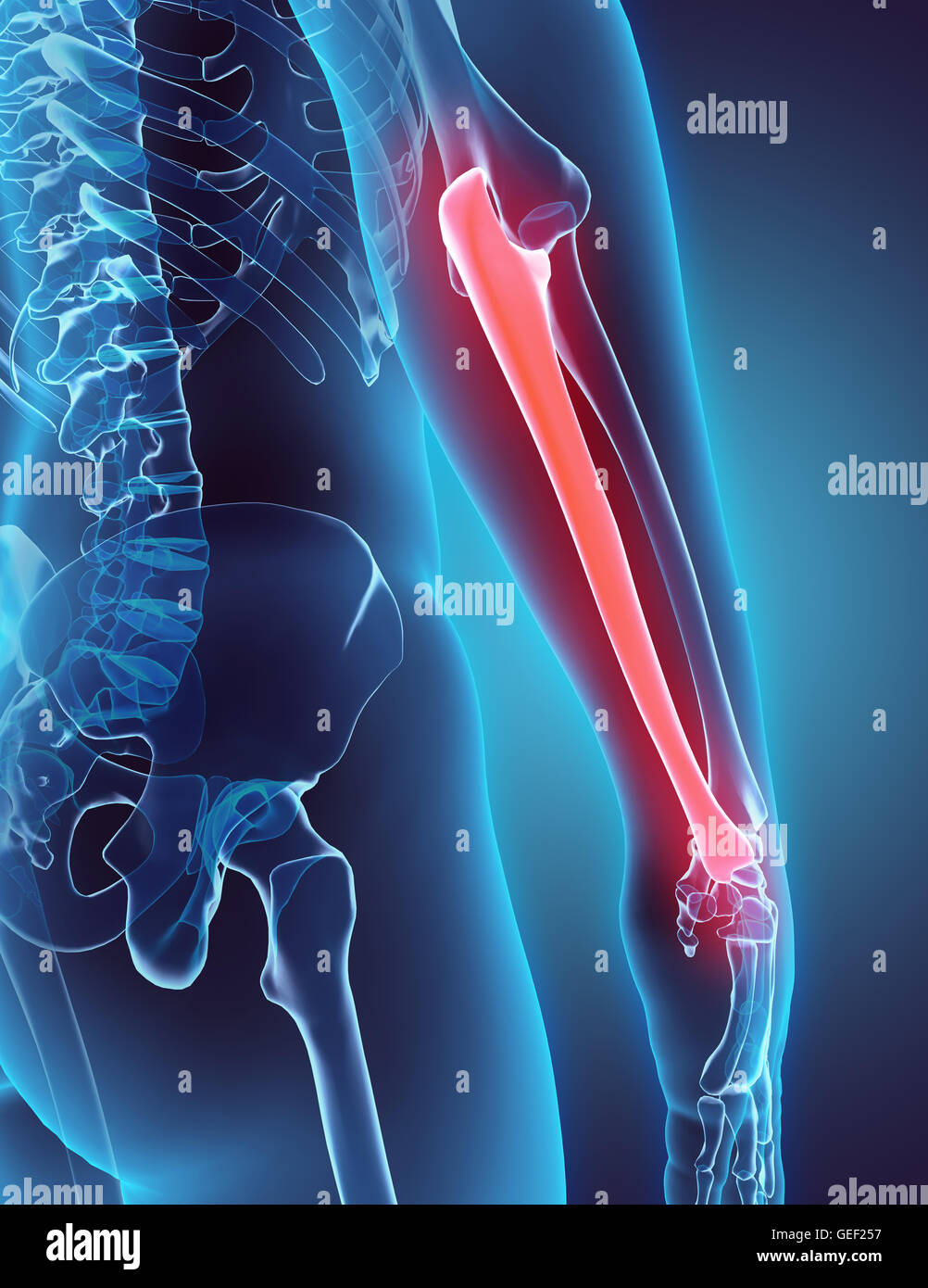 3D illustration of Ulna - Part of Human Skeleton Stock Photo - Alamy