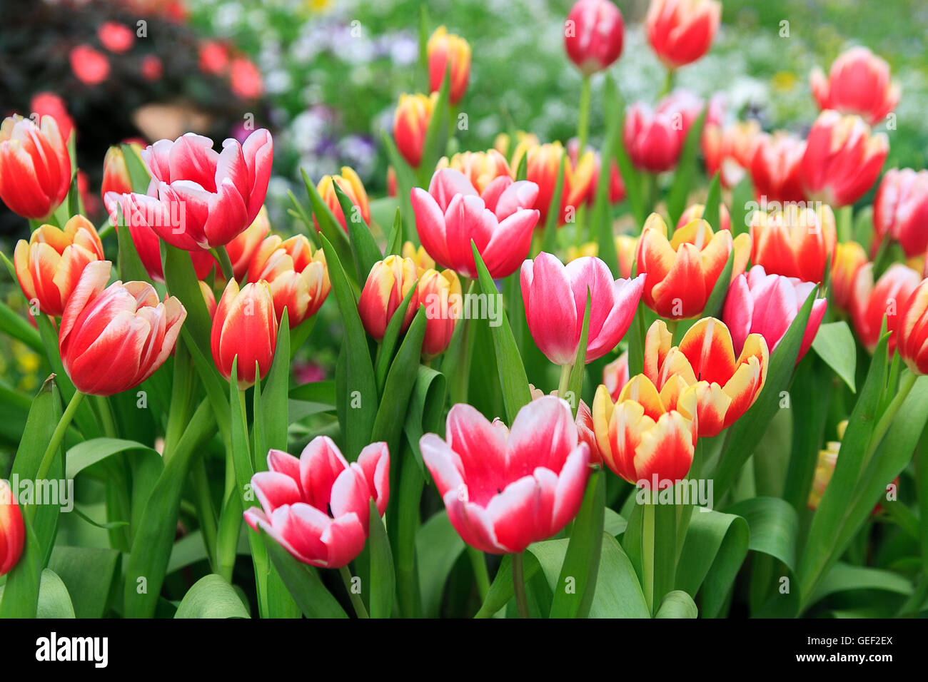 Colorful tulips in a field Stock Photo - Alamy
