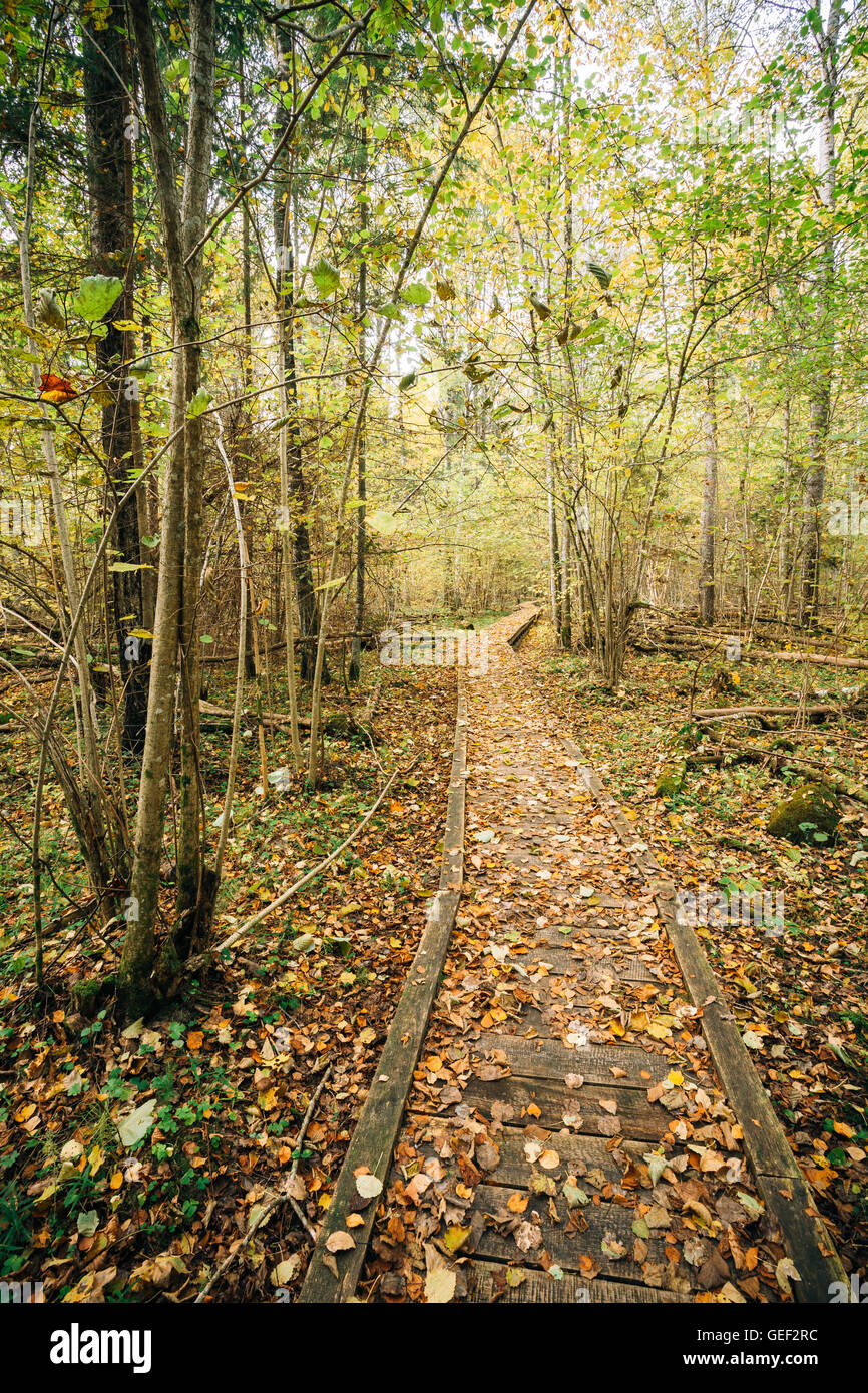 Wooden boarding path way pathway in autumn forest. The Berezinsky ...