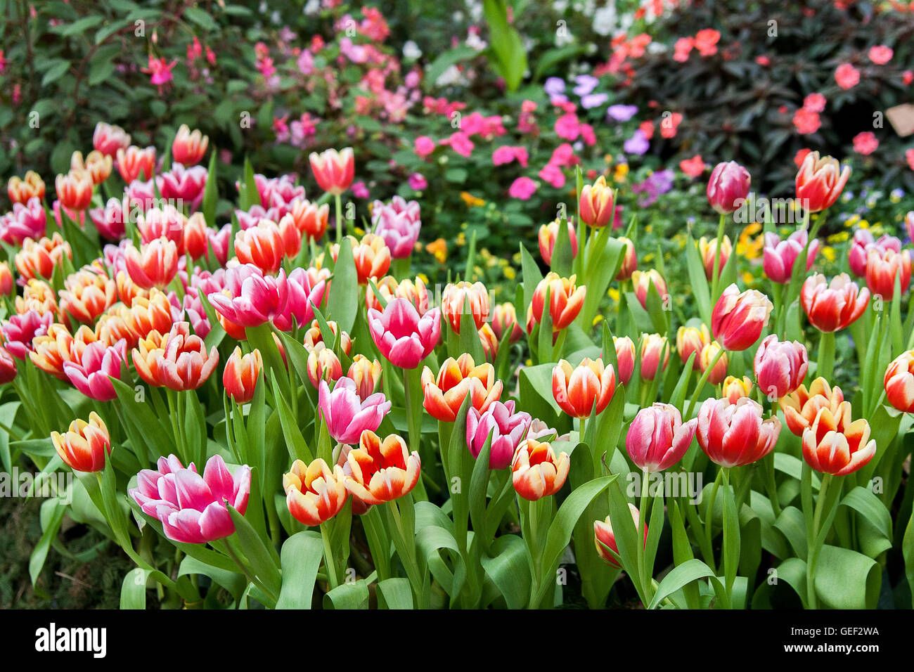 Colorful tulips in a field Stock Photo - Alamy