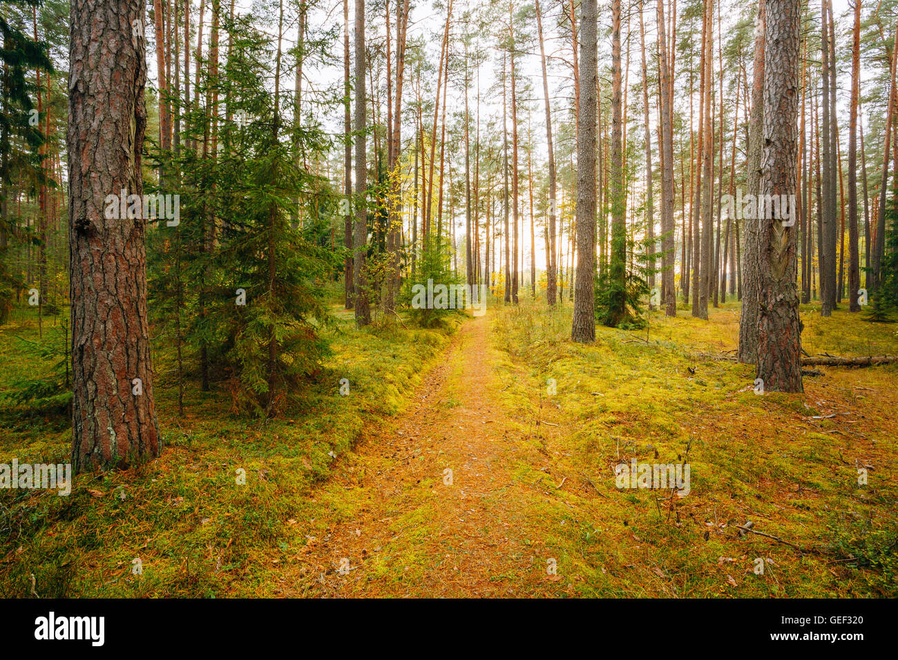 Winding Path Lane Walkway Way Through Beautiful Coniferous Autumn ...