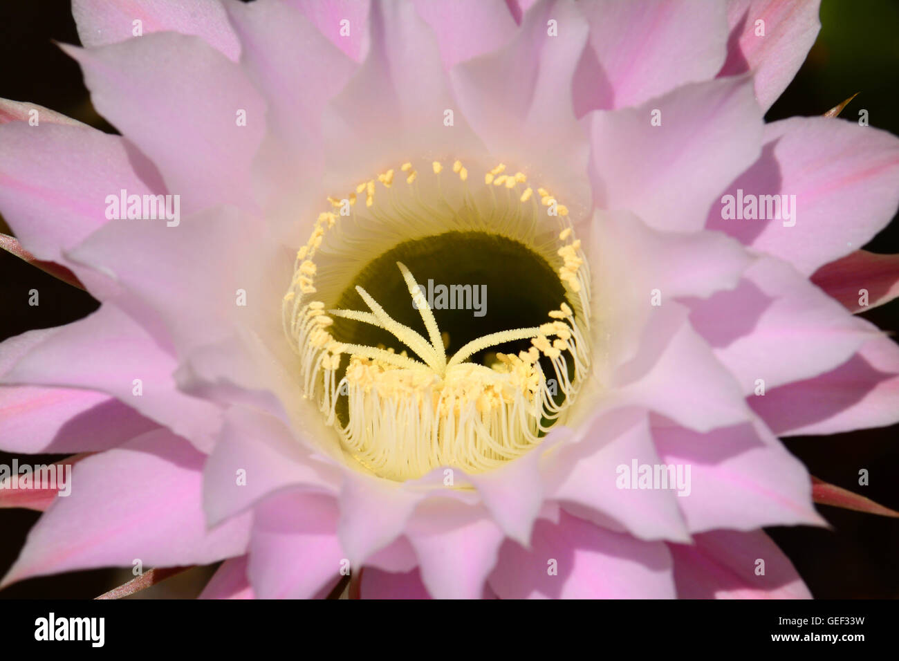 Pink cactus flower Stock Photo - Alamy