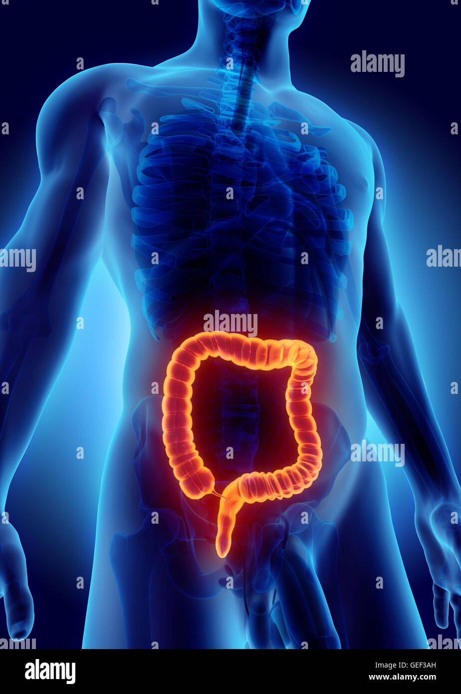 3D illustration of Large Intestine, Part of Digestive System Stock ...