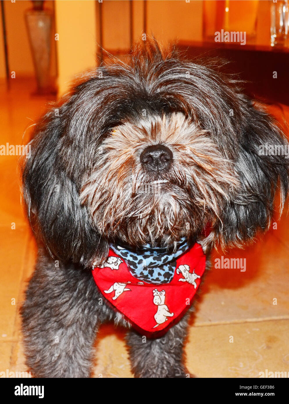 Poodle face hi-res stock photography and images - Alamy