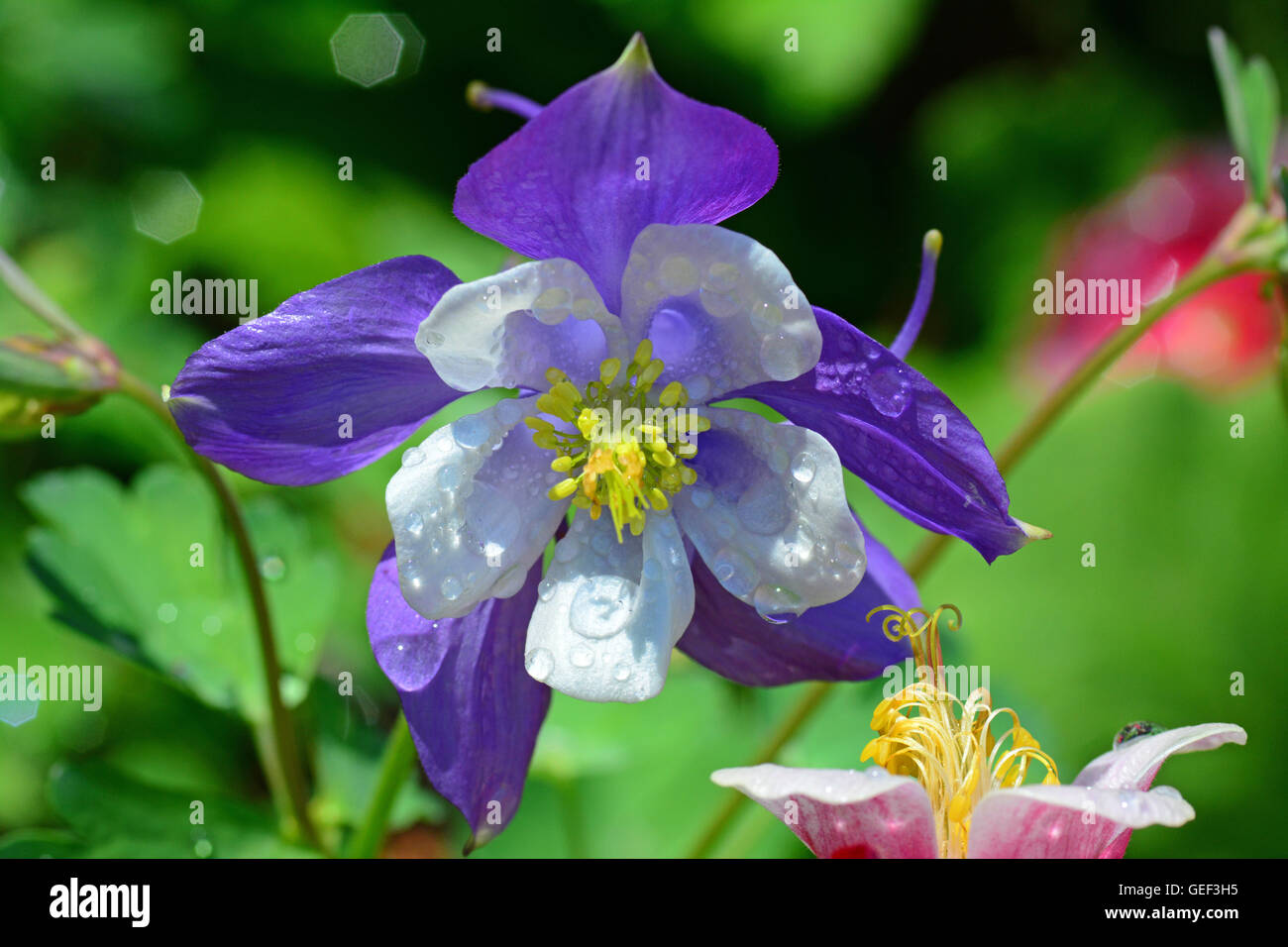 Aquilegia, fresh flower in the garden Stock Photo - Alamy