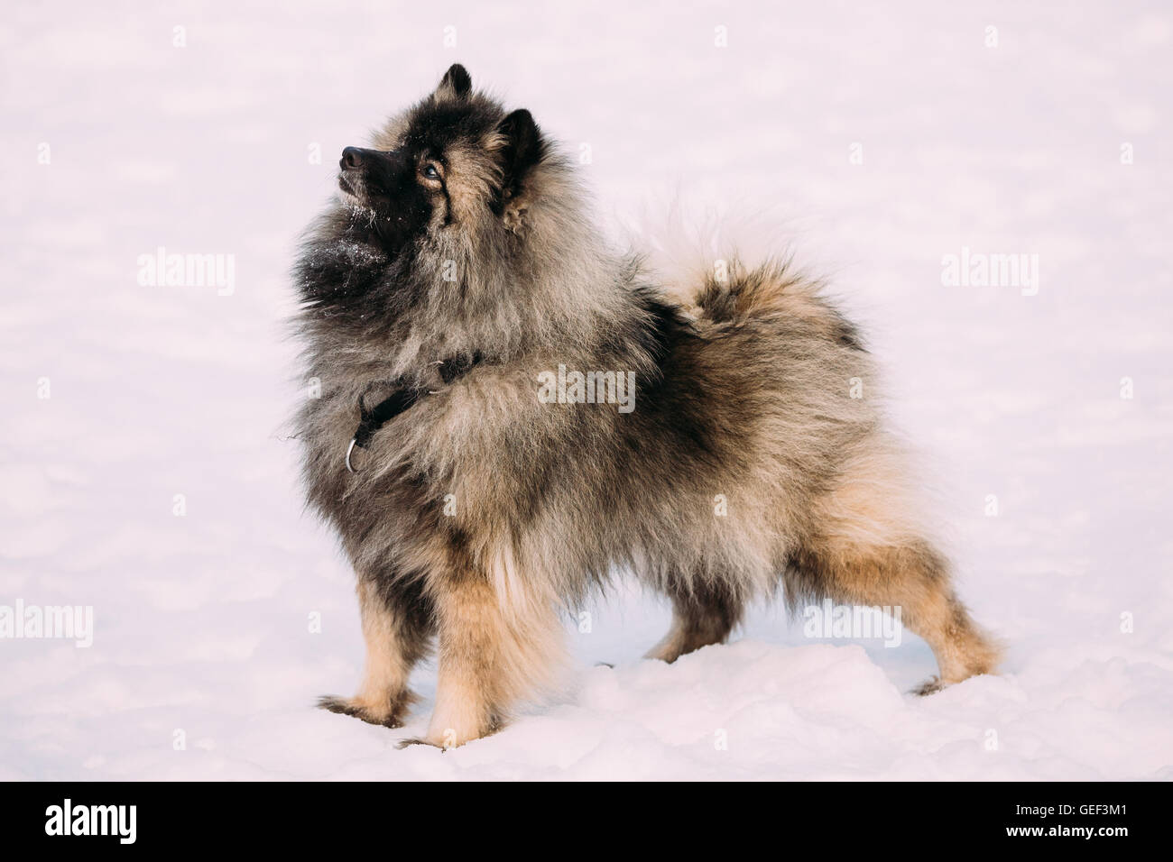Dog posing in the snow hi-res stock photography and images - Alamy