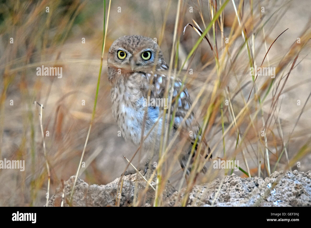 little owl perching on a rock Stock Photo - Alamy