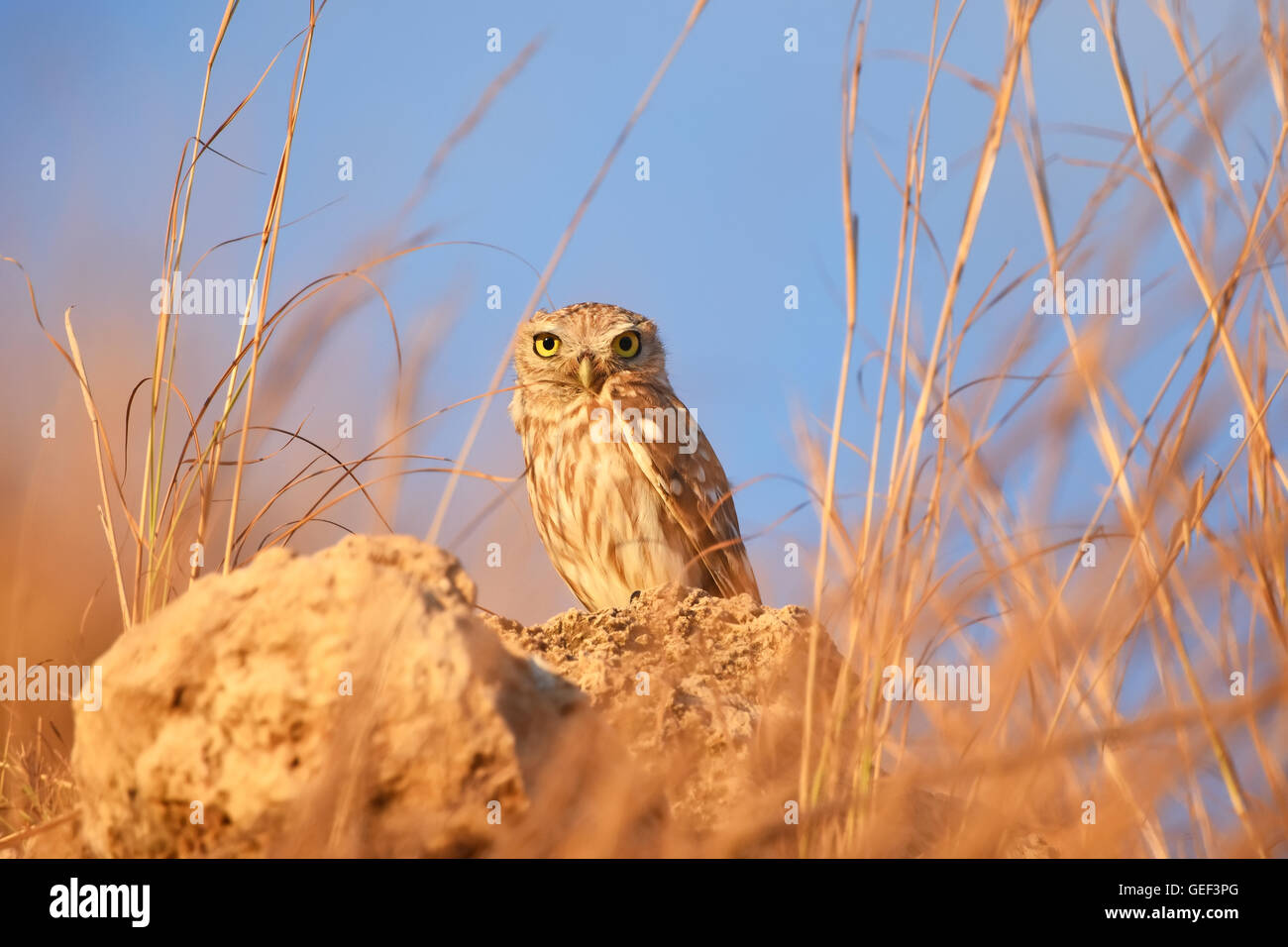 Night perching owl hi-res stock photography and images - Alamy