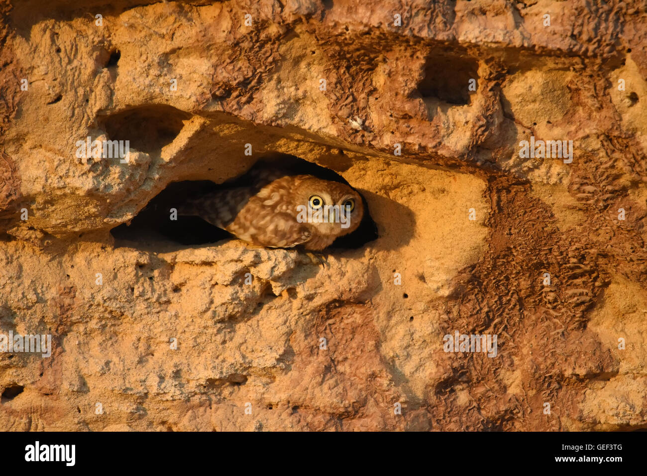 Bird in a burrow hi-res stock photography and images - Alamy