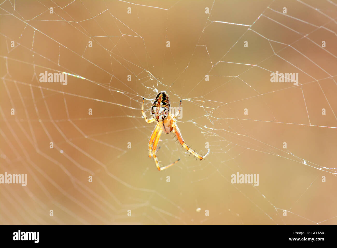 Spider on spider web Stock Photo - Alamy