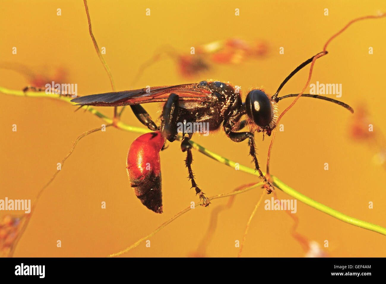 Wasp on stem - sleeping position Stock Photo - Alamy