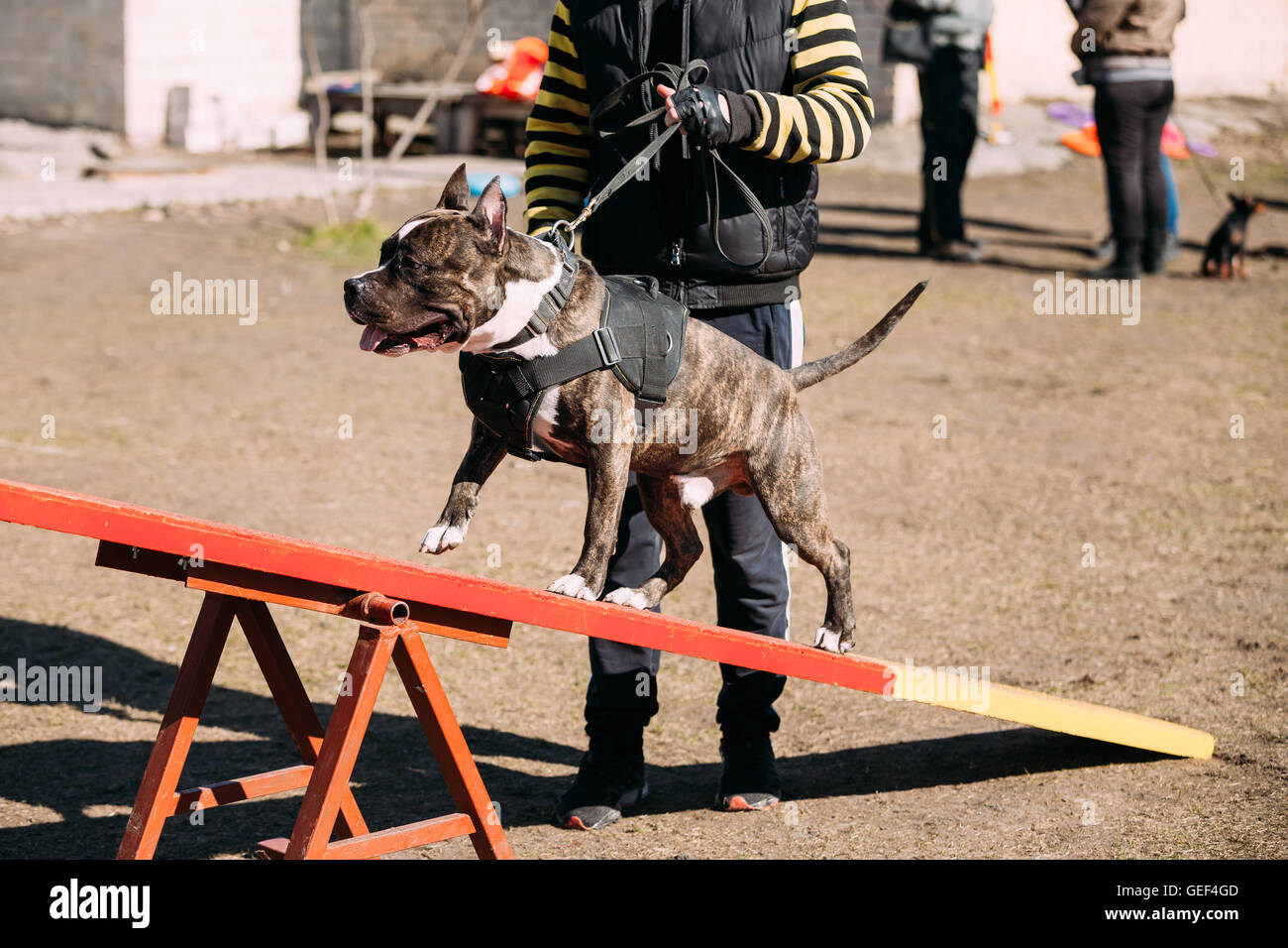Staffordshire terrier training hi-res stock photography and images - Alamy