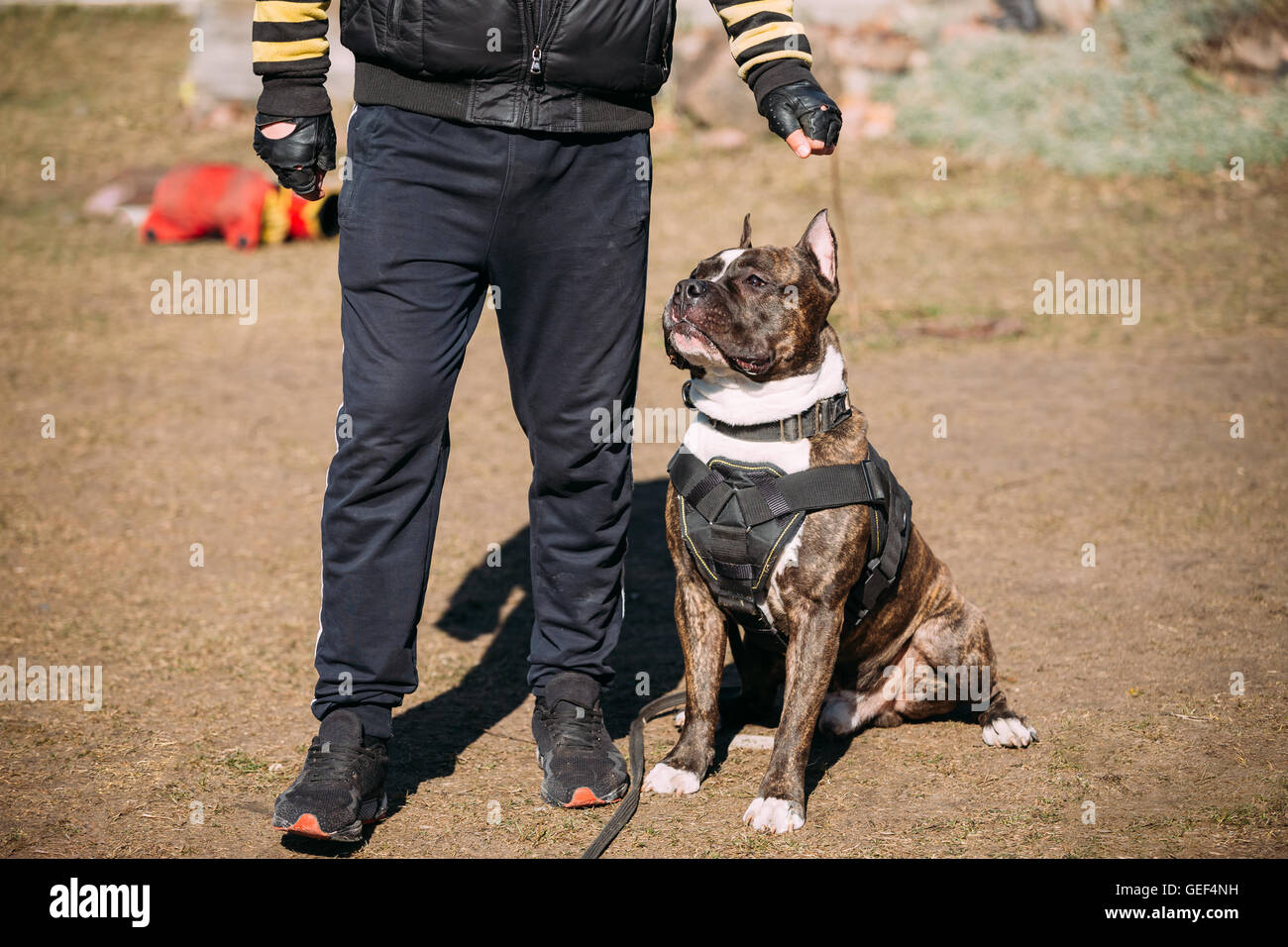 Staffordshire terrier training hi-res stock photography and images - Alamy