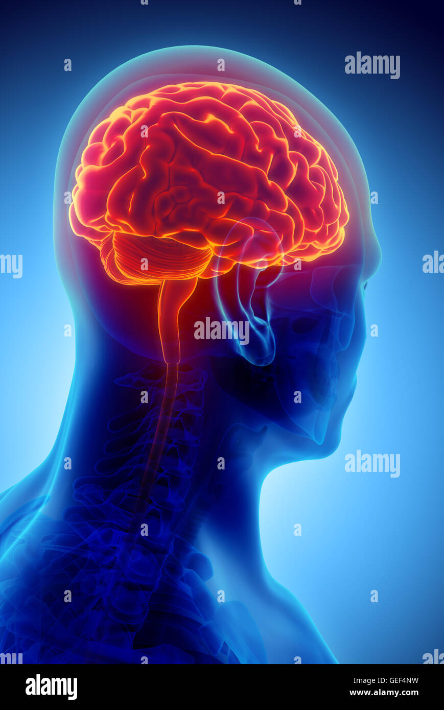Human Internal Organic - Human Brain, 3D illustration medical concept ...