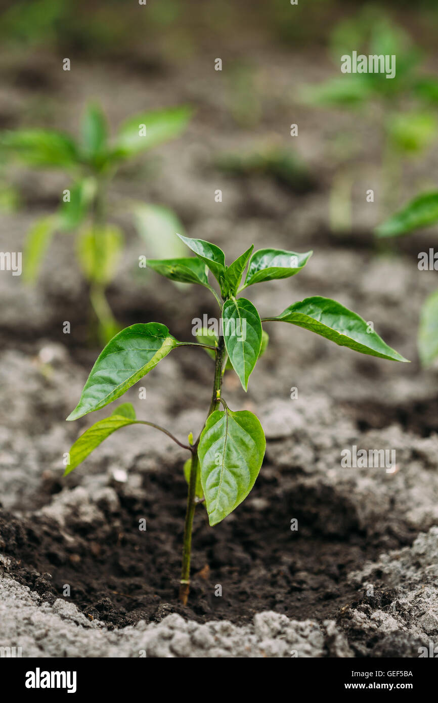 Green pepper capsicum seedling hi-res stock photography and images - Alamy