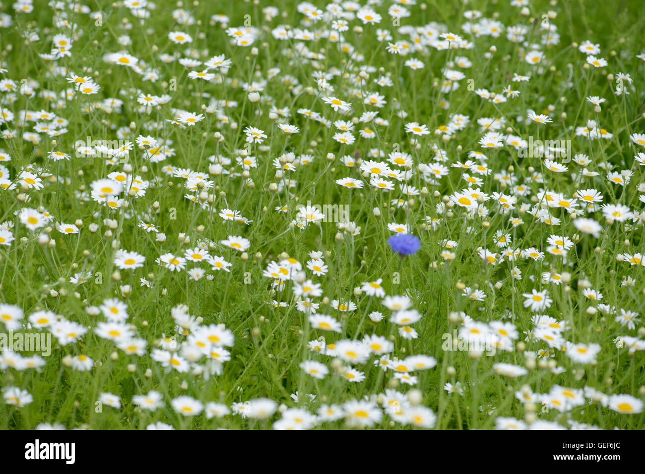Wild Flower Meadow Stock Photo - Alamy