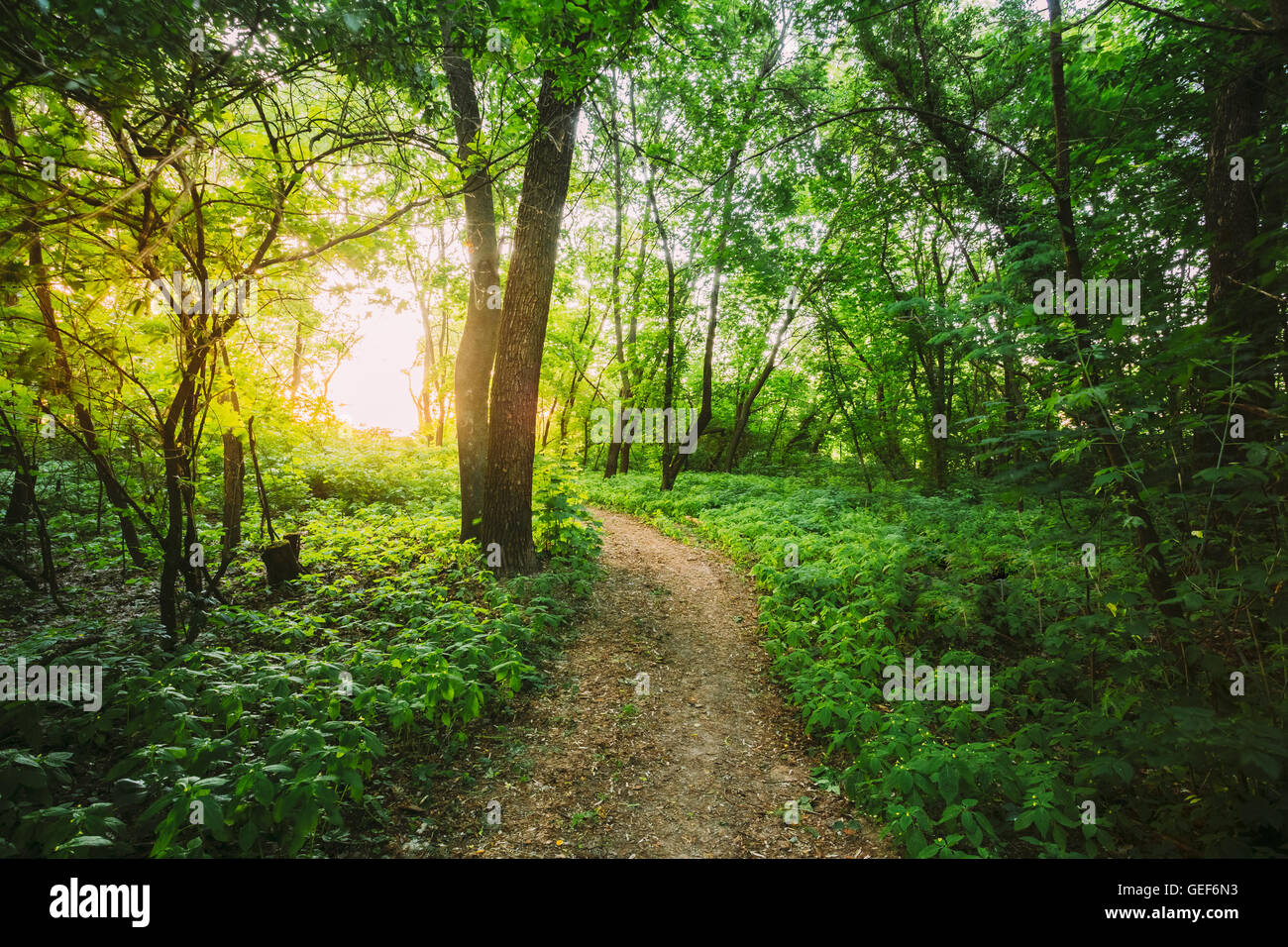 Thick forest growth hi-res stock photography and images - Alamy