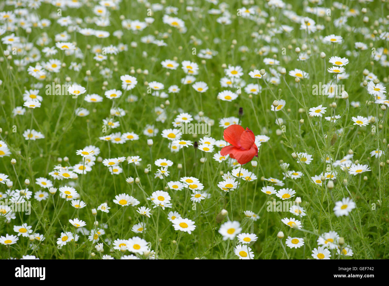 Wild Flower Meadow Stock Photo - Alamy