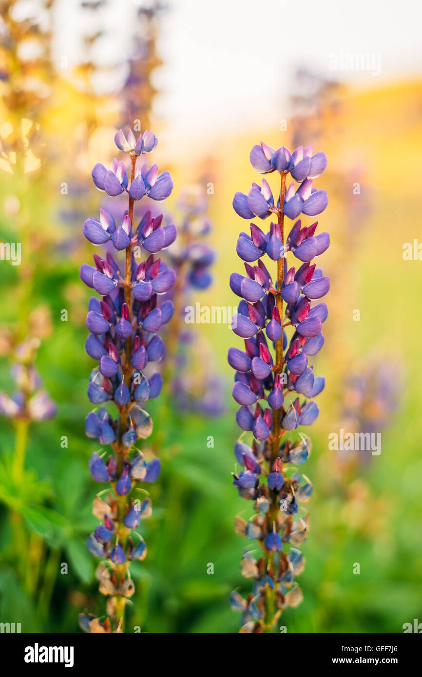Lupin Sunrise High Resolution Stock Photography and Images - Alamy