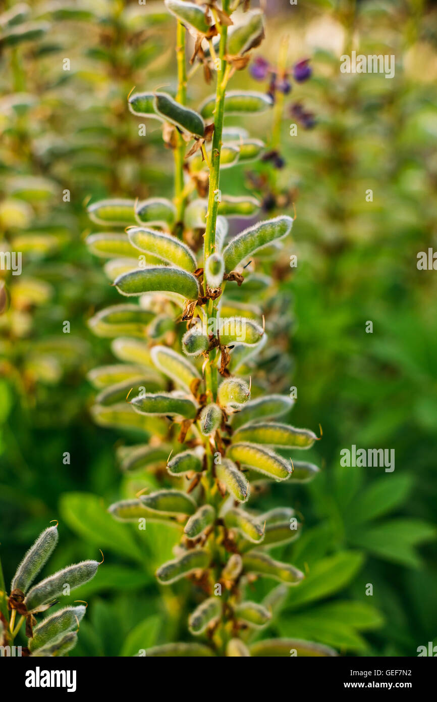 Lupin seed lupinus hi-res stock photography and images - Alamy