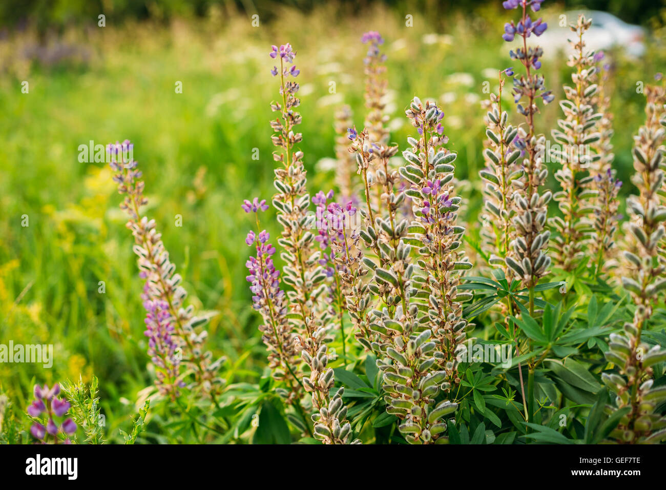 Nobody lupin hi-res stock photography and images - Alamy