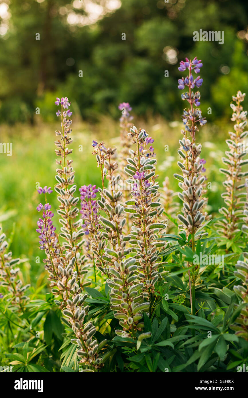 Field blooming lupine flowers lupinus hi-res stock photography and ...