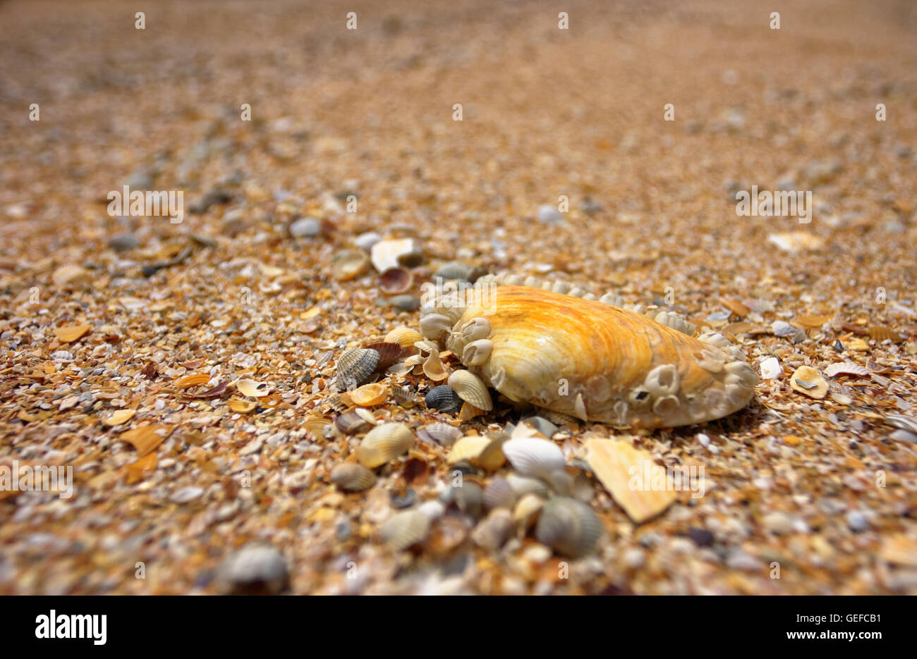 shell on the beach of Azov Sea Stock Photo - Alamy